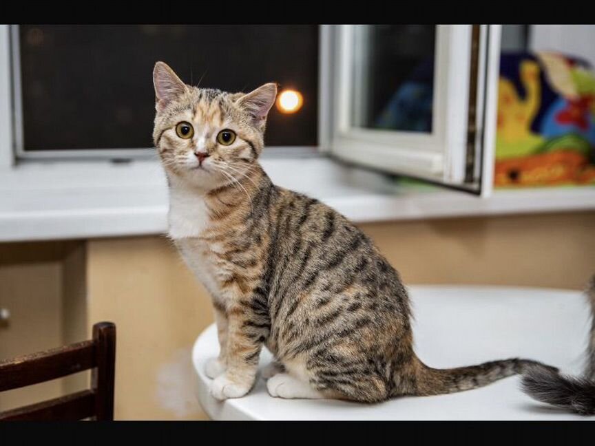 Кошки