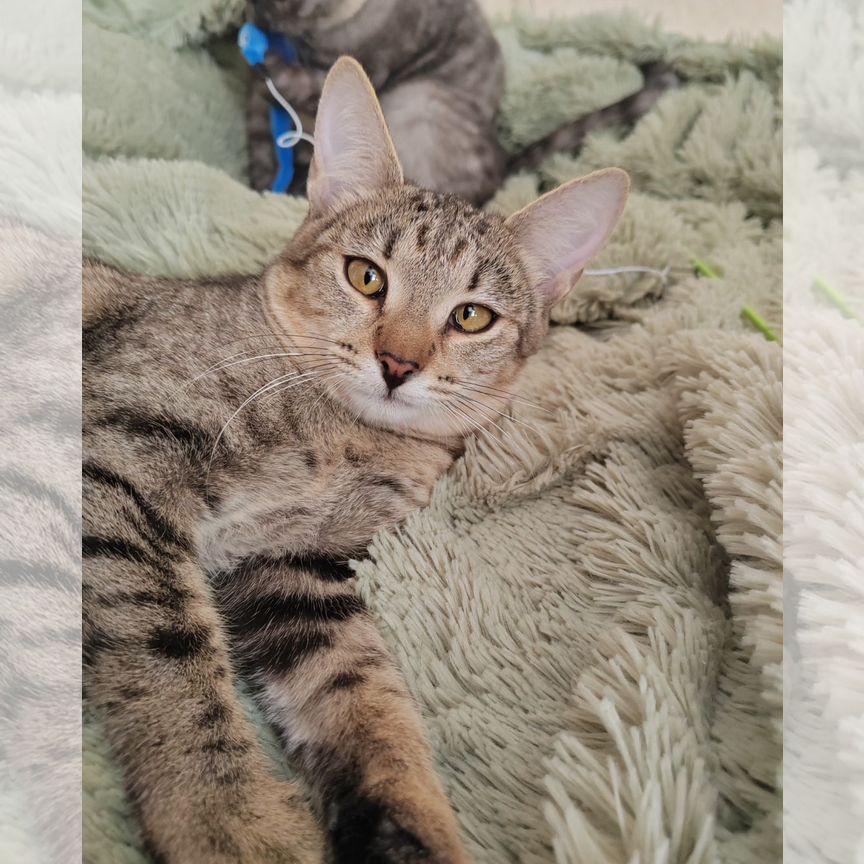 Котенок девочка 4 месяца