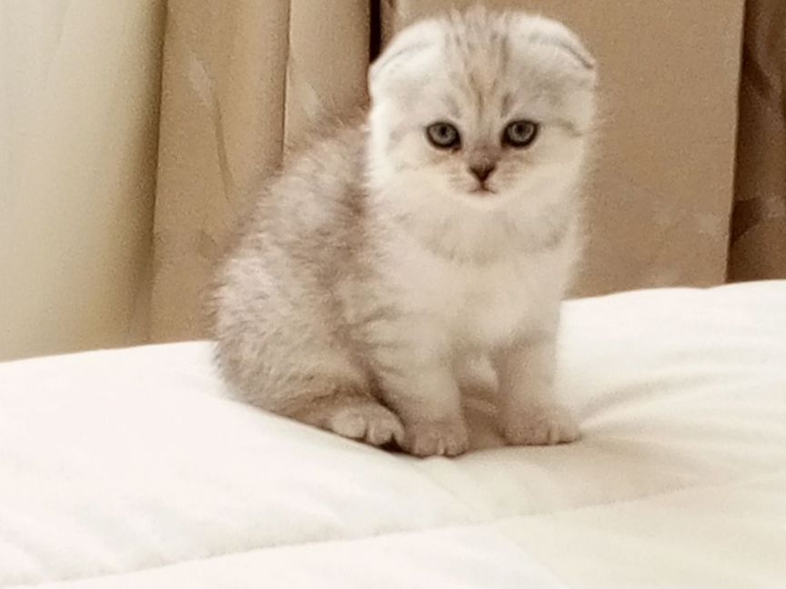 Продается кошечка Шотландская