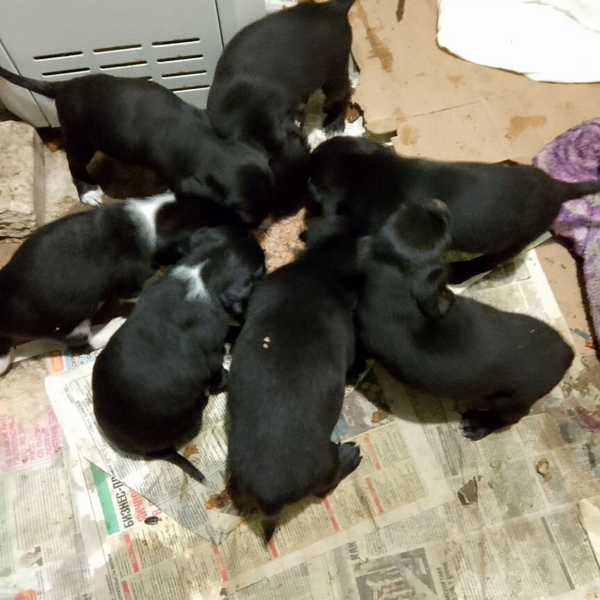 Наши преданные друзья ищут дом