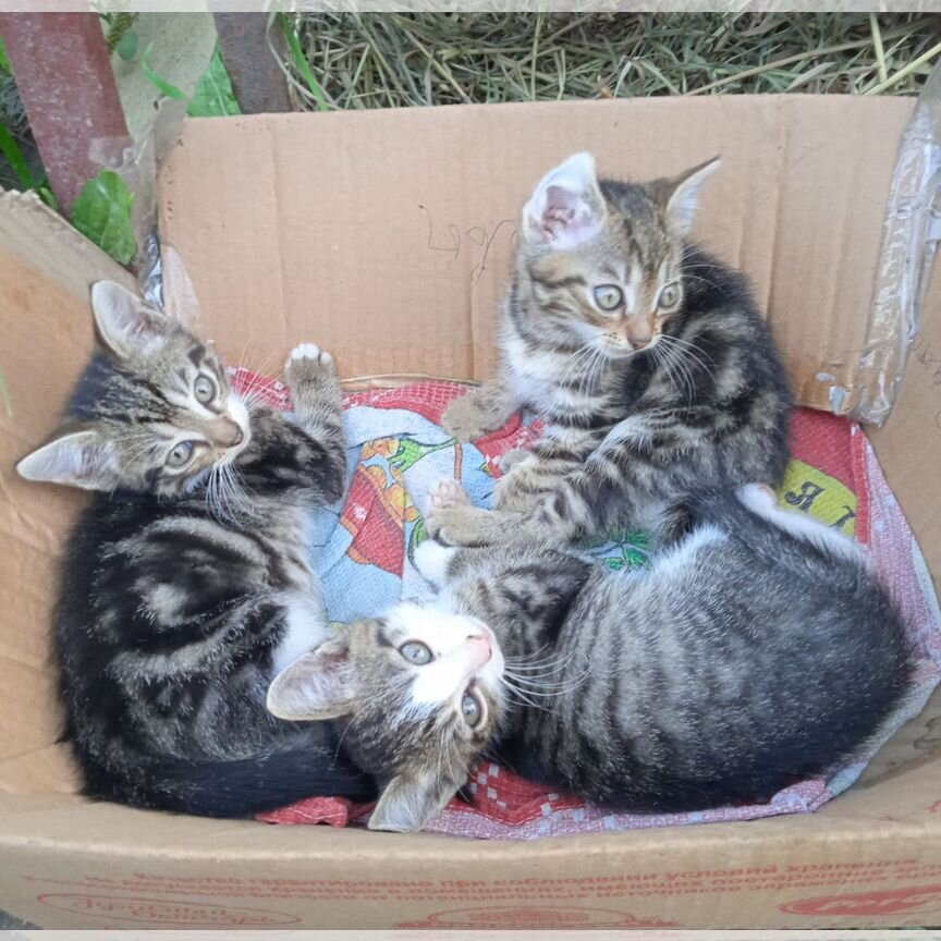 Котята в добрые руки