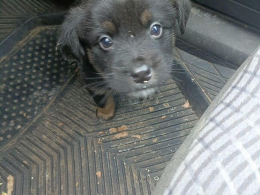Крохотный щенок живет на заброшенной стройке