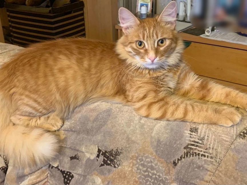 Рыжий классный котик ищет дом