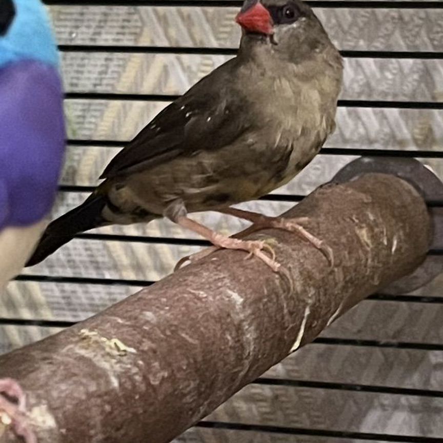 Тигровый астрильд самочка