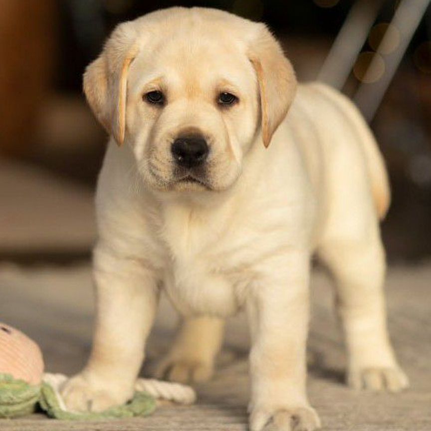 Лабрадор-ретривер, щенок