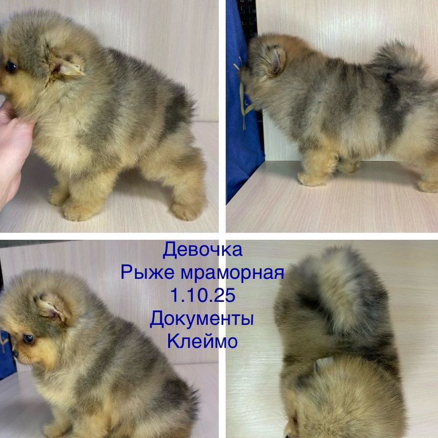 Померанский шпиц, щенок