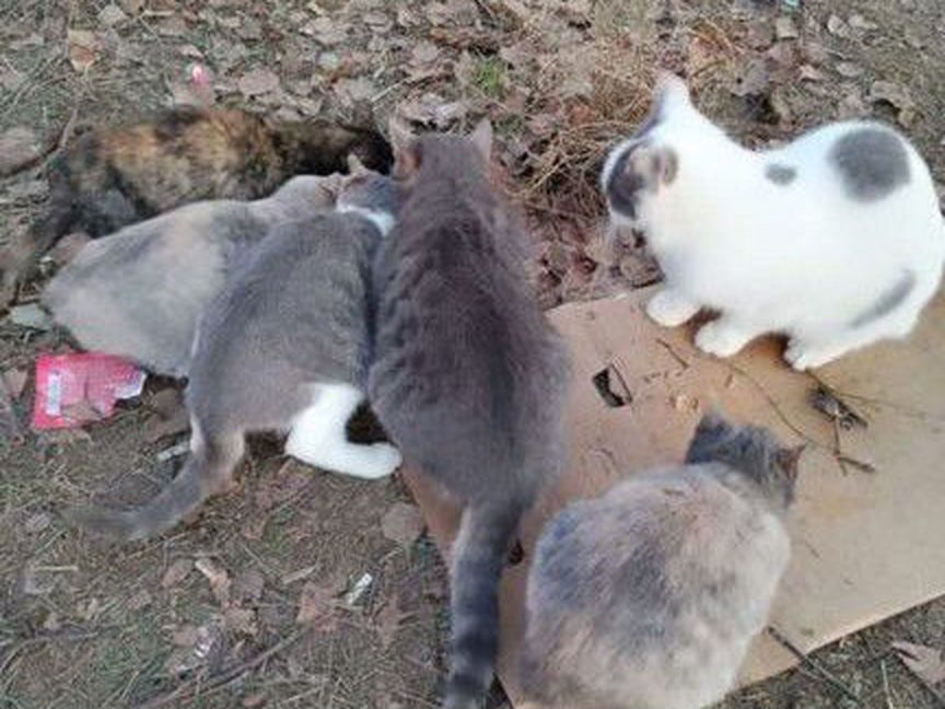 Котята,Кошечки ищут,свой дом