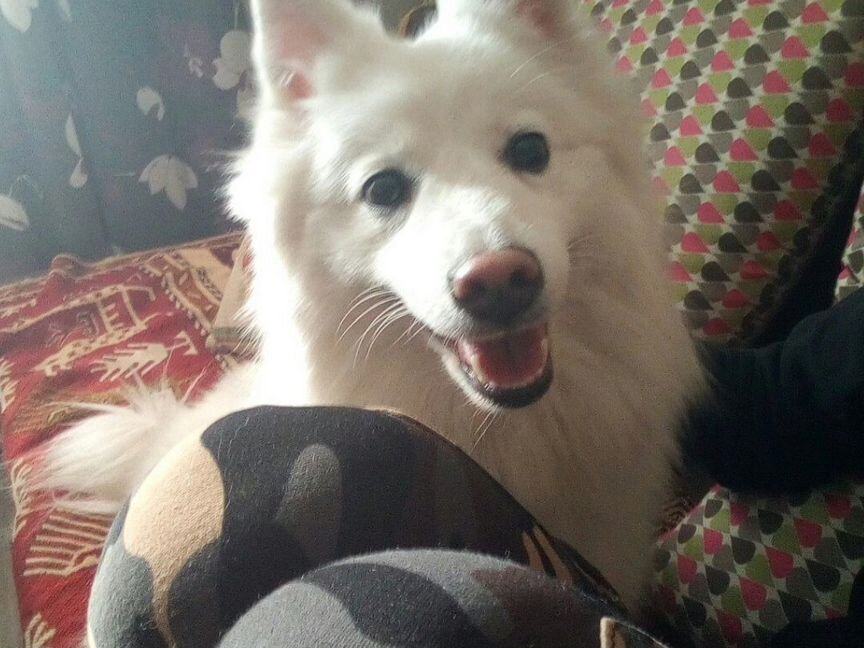 Японский шпиц