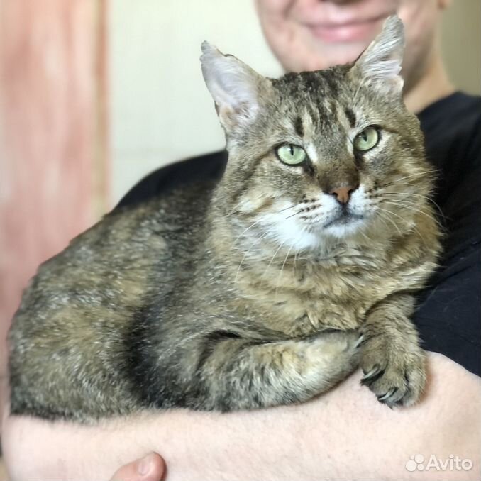 Необыкновенно умный кот