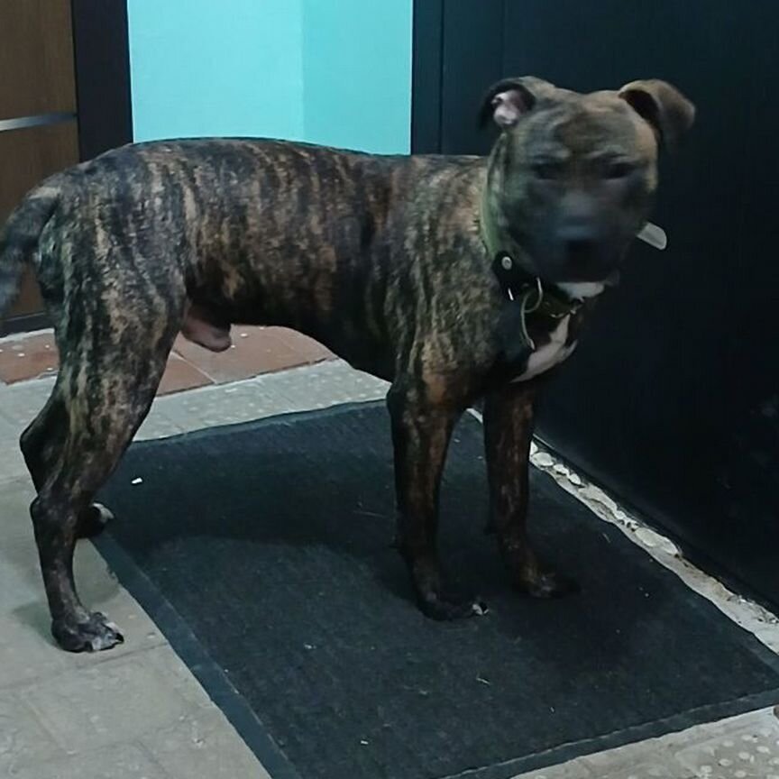 Стаффордширский бультерьер, взрослый пёс