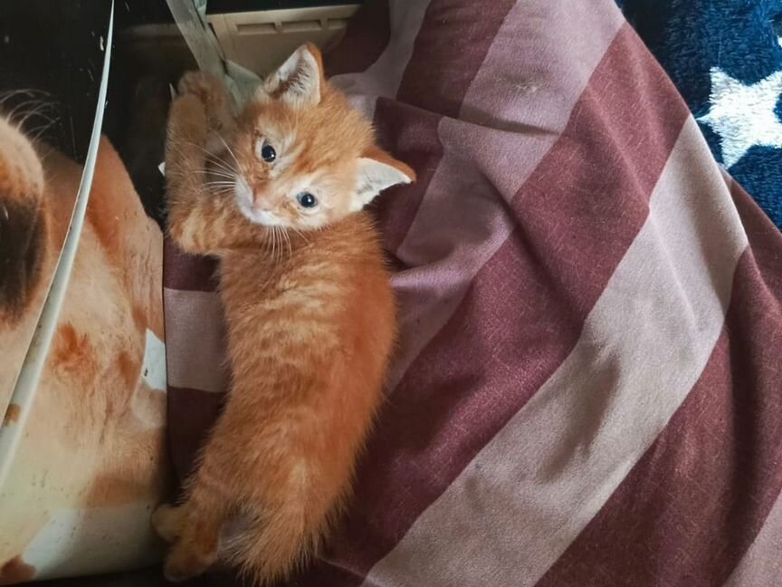 Кошка