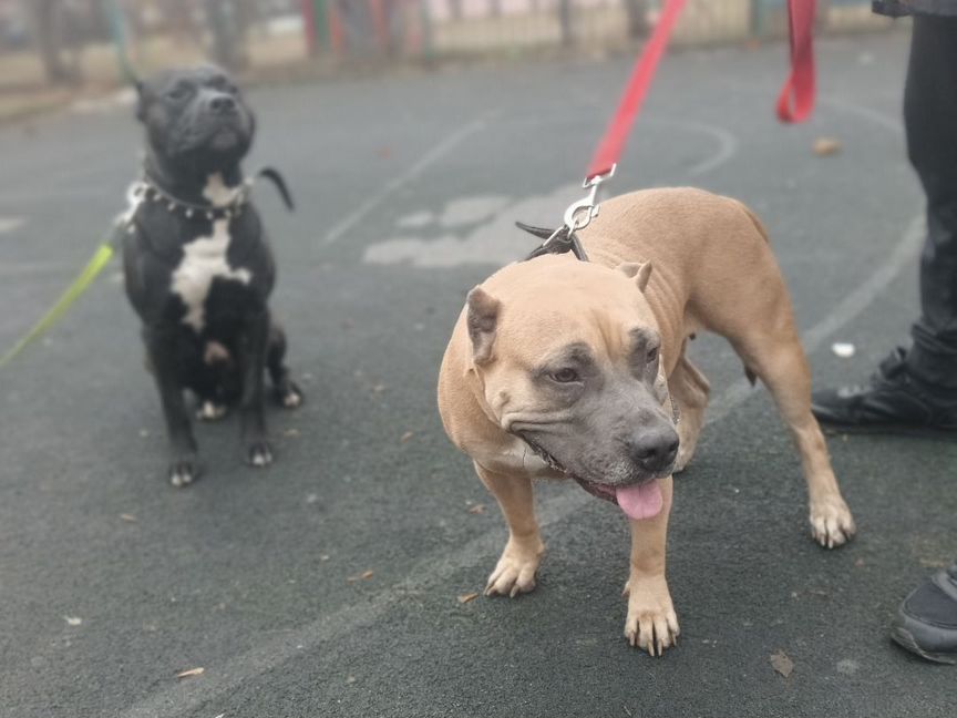 Щенки амстаффа