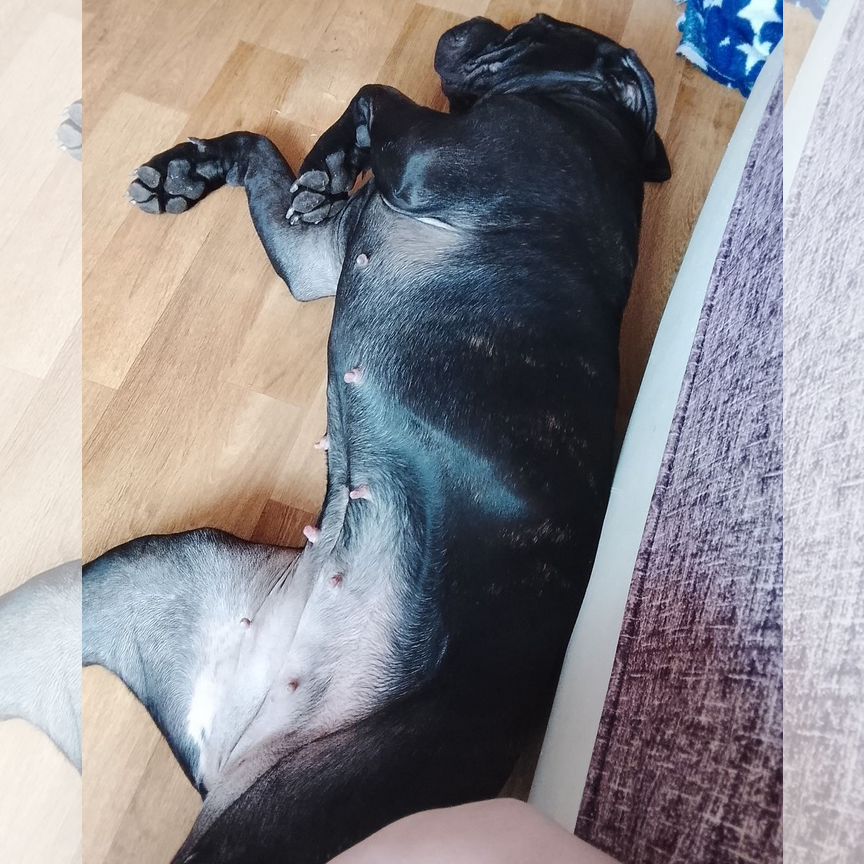 Итальянский спиноне, взрослая собака