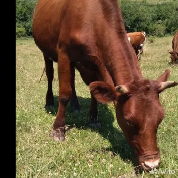 Телки стельные