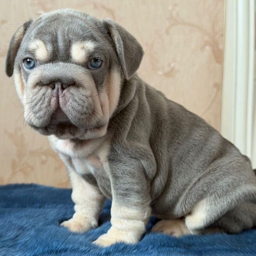 Французский бульдог, щенок