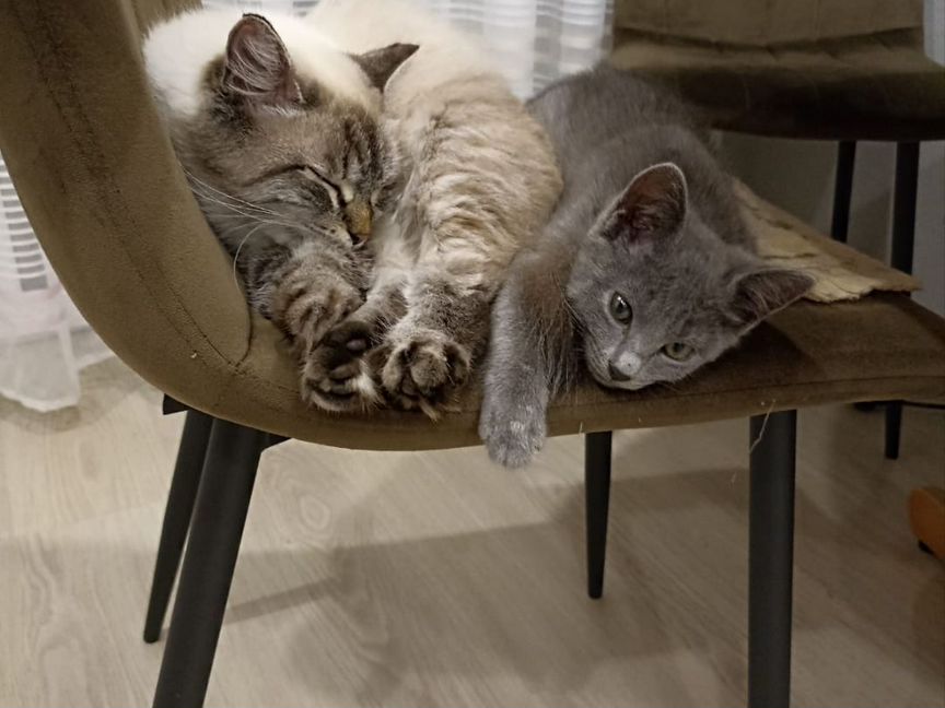 Котята в добрые руки(мальчик и девочка)