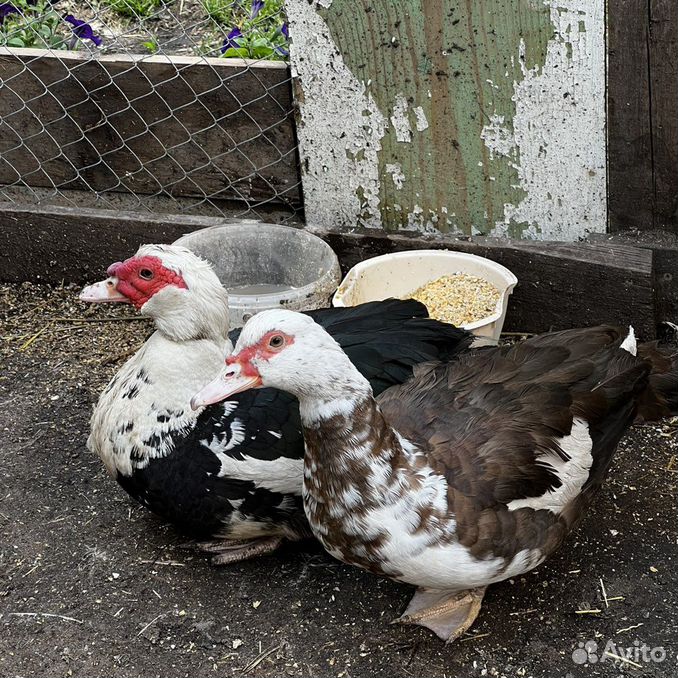 Индоутки(мускусная утка) (пара)