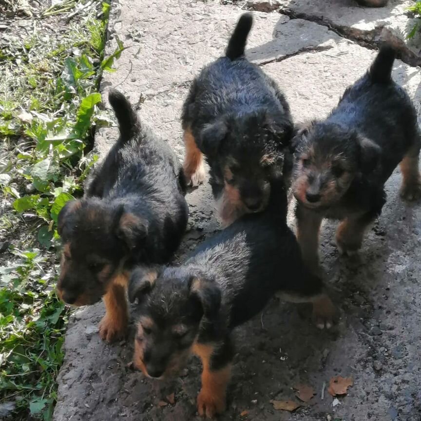 Щенки вельштерьера