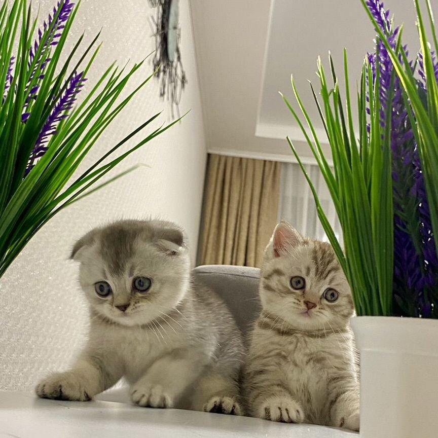 Шотландские котята