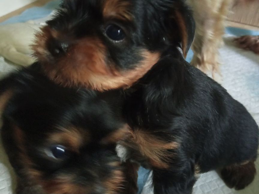 Йоркширский терьер