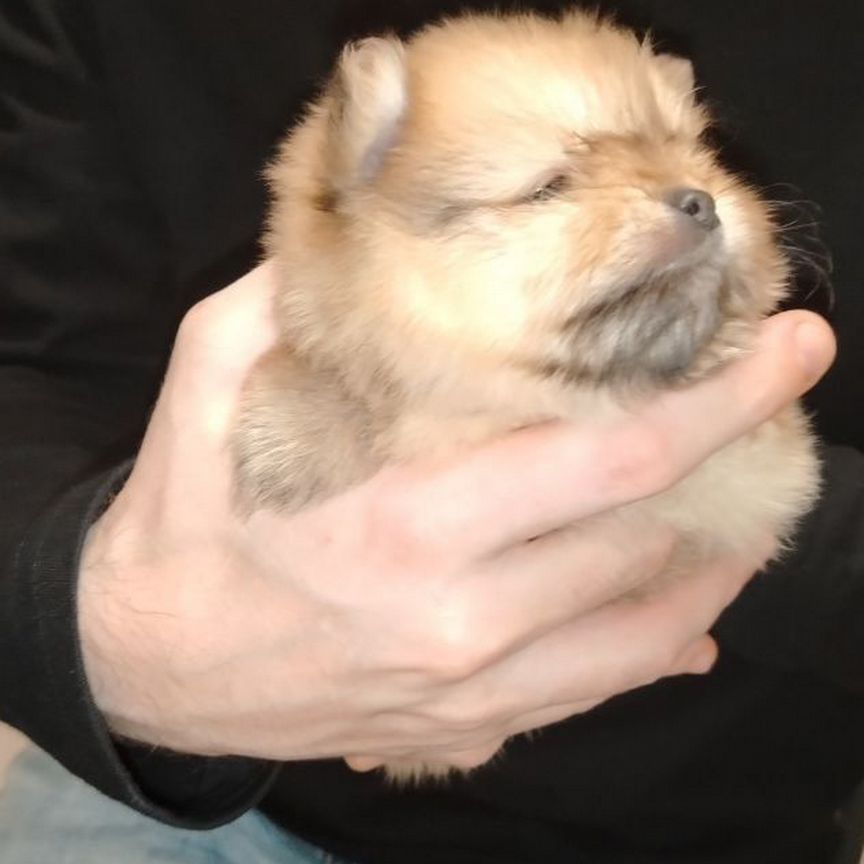 Померанский шпиц, щенок