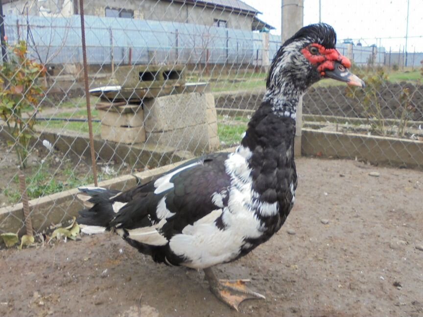 Селезень индоутки