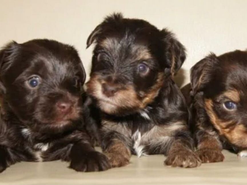 Йоркширский терьер шоколадные