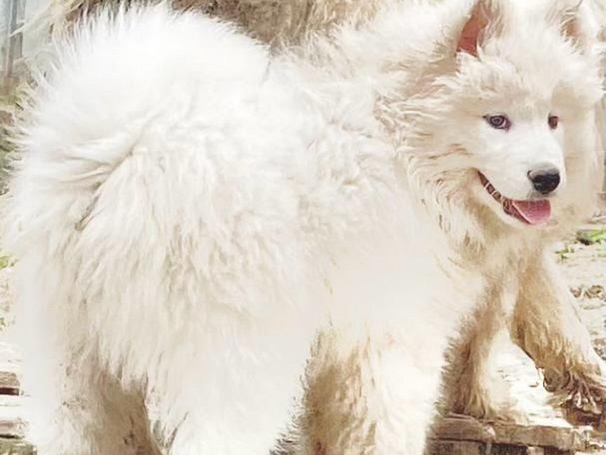 Самоеды РКФ - очень шерстяные малыши