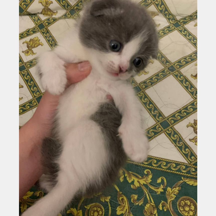 Котенок 1 месяц