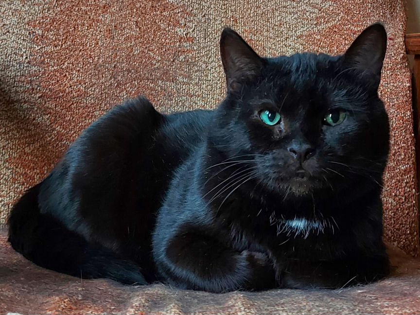 Кот