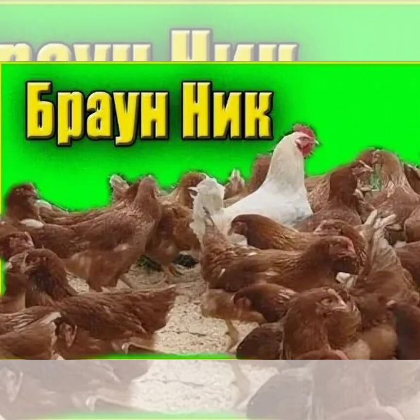 Цыплята суточные