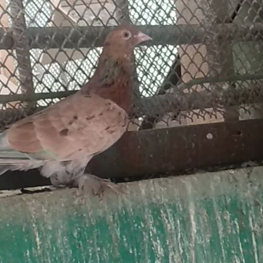 Продажа бакинских голубей