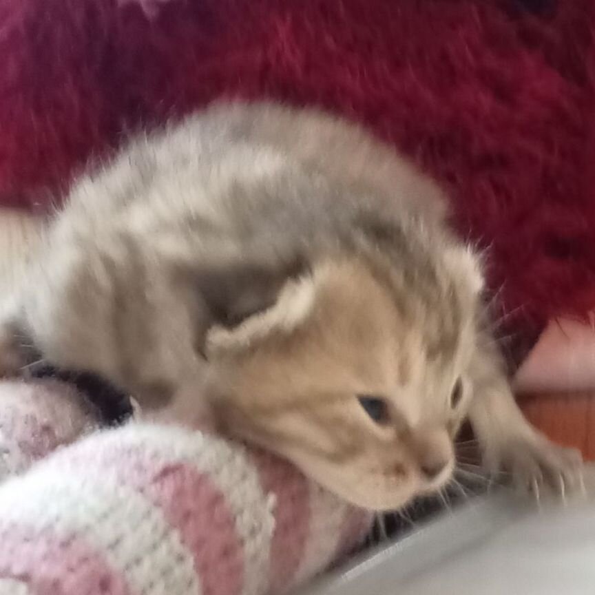 Котёнок в добрые руки