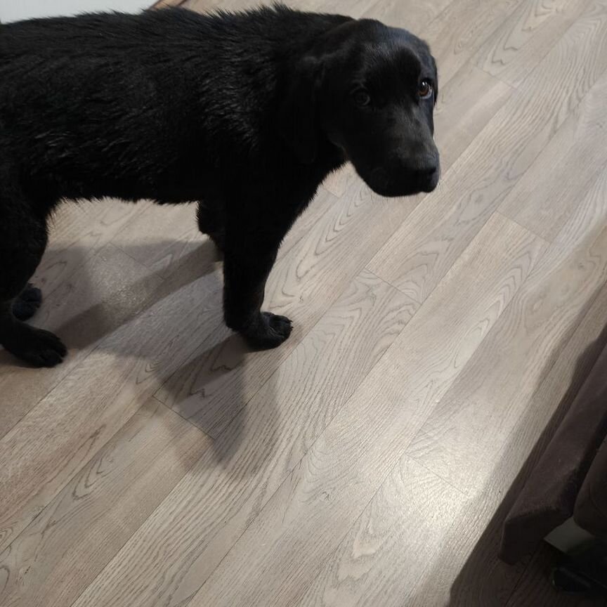 Щенок в добрые руки