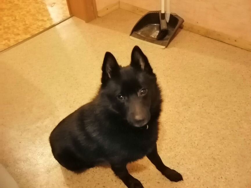 Шипперке Вязка