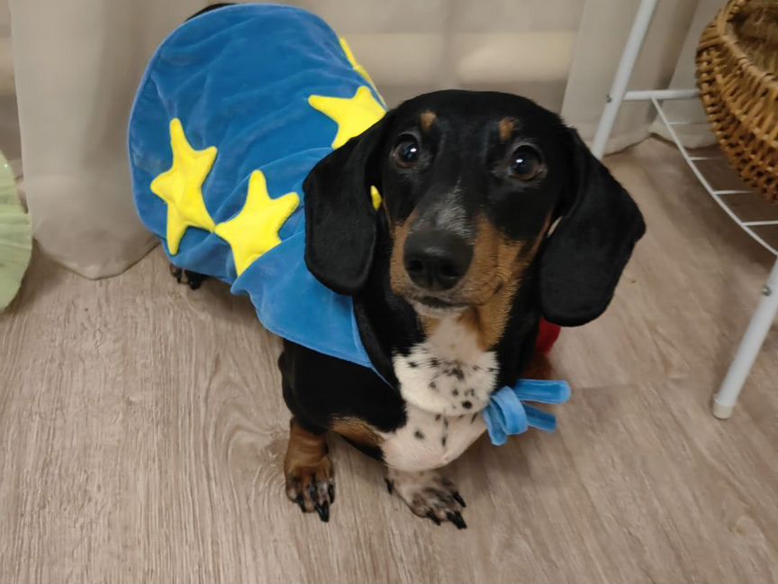 Кроличья такса