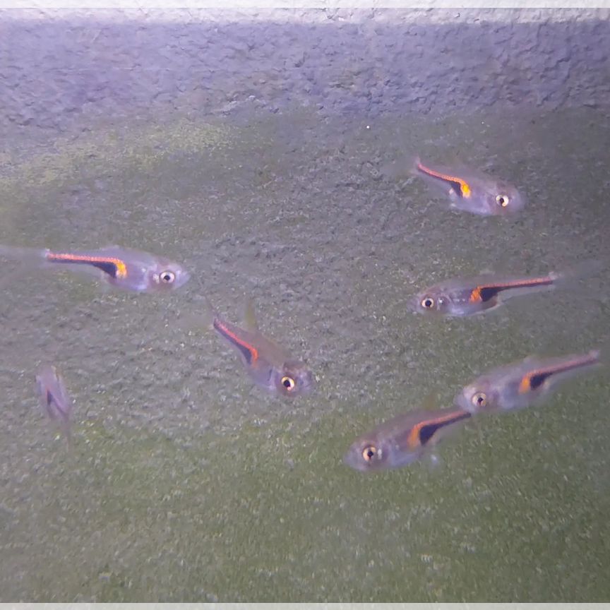 Аквариумные рыбки