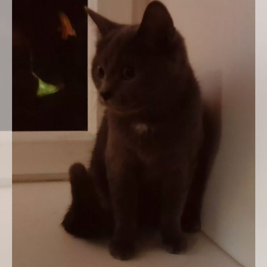 Кот