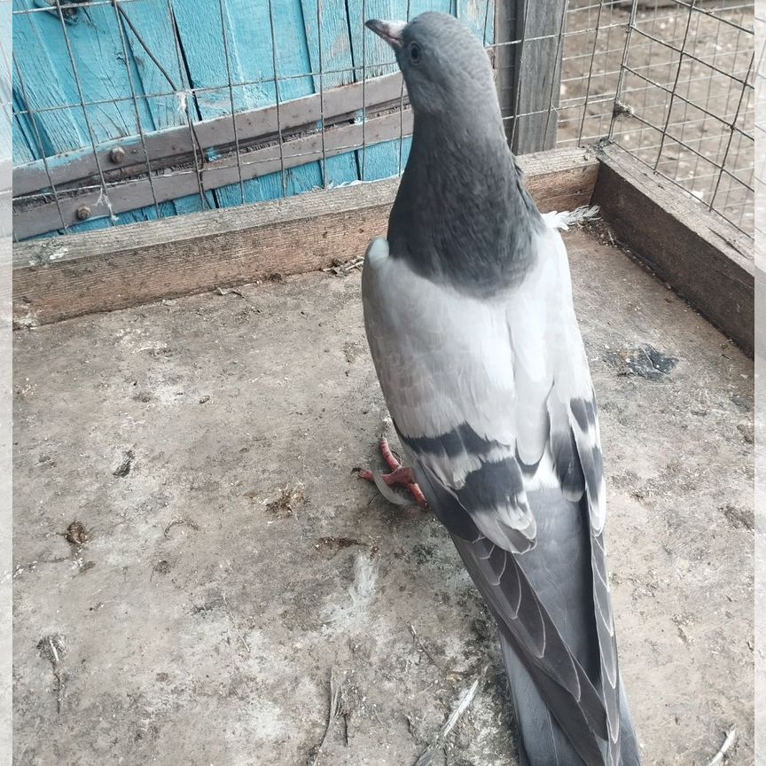 Продажа голубей