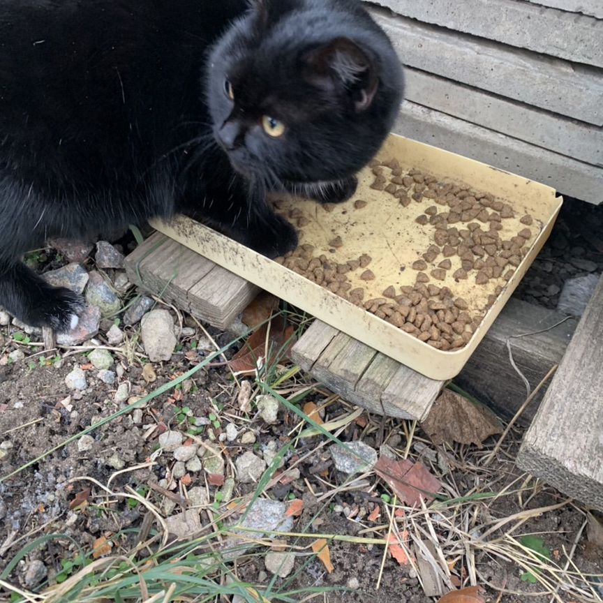 Молодая кошечка котенок