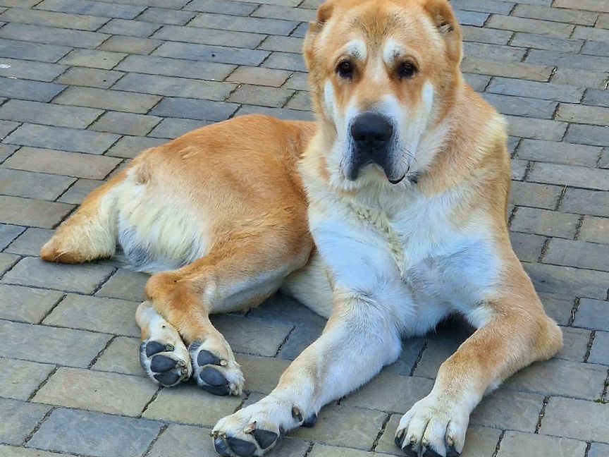 Алабай приглашает на свидание (вязка)