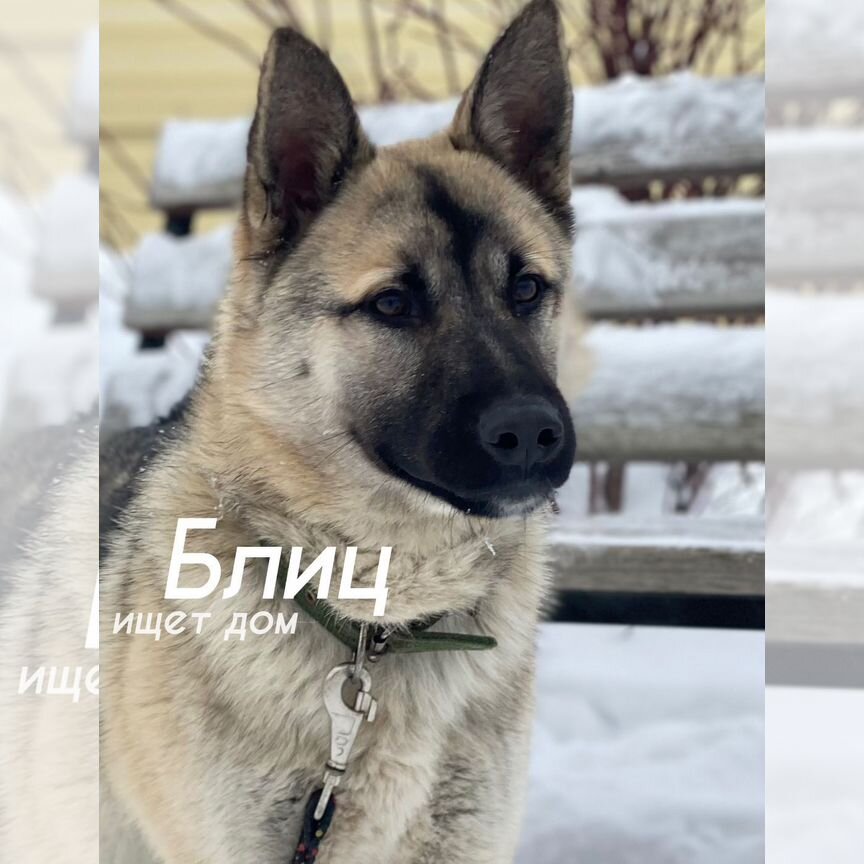 Немецкая овчарка, щенок