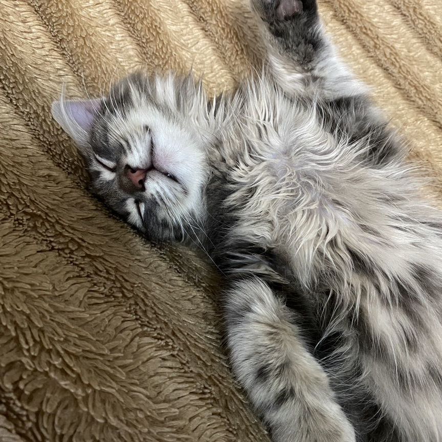 Котенок в добрые руки