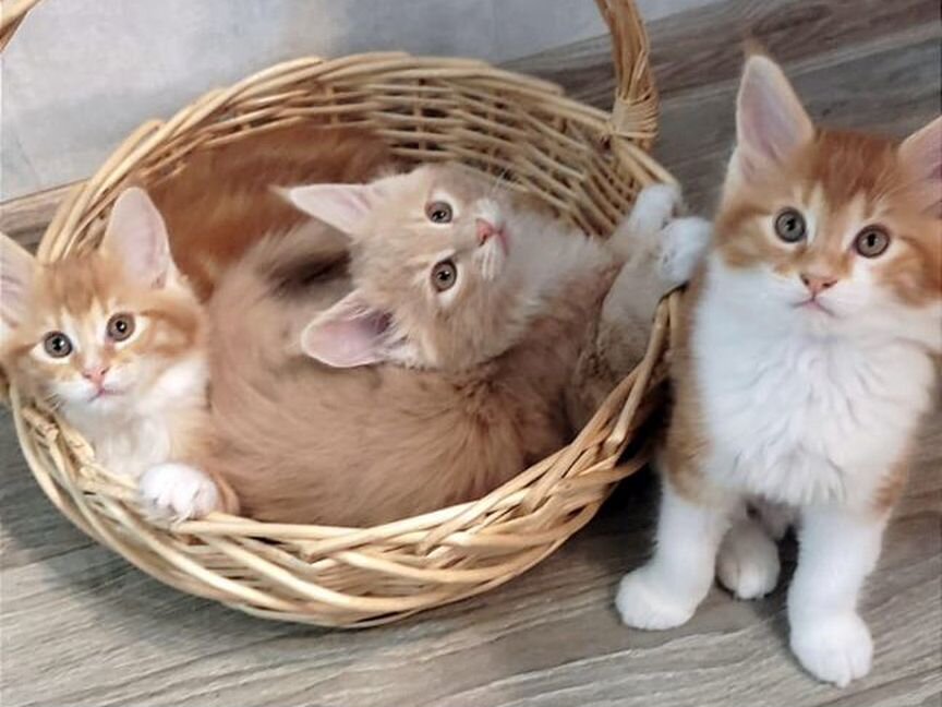 Котята мейн-кун