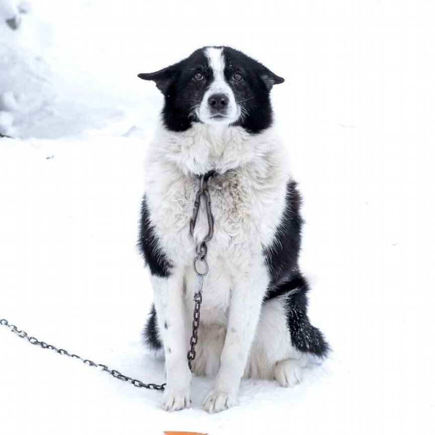 Собака умная в загородный дом ищет друга хозяина