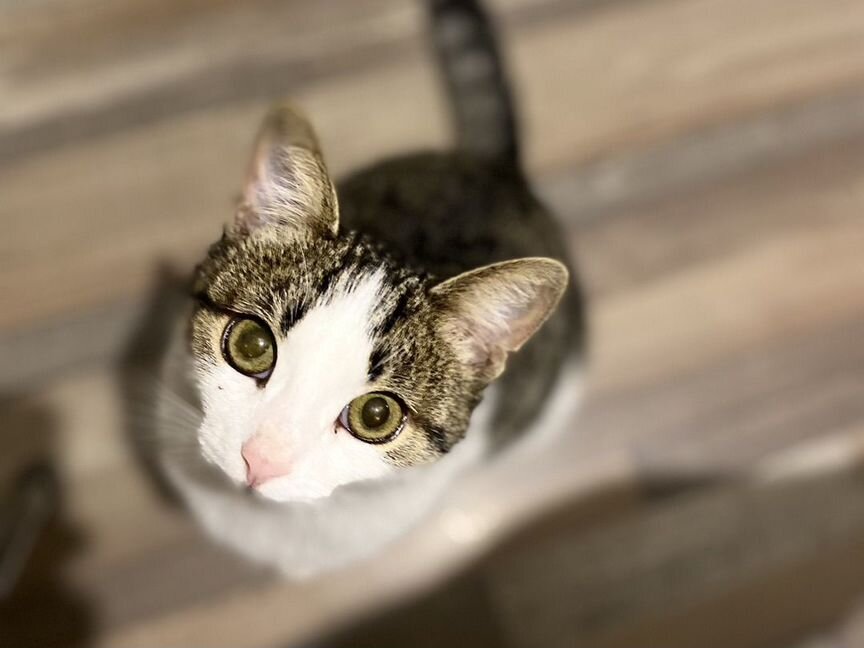 Кошка