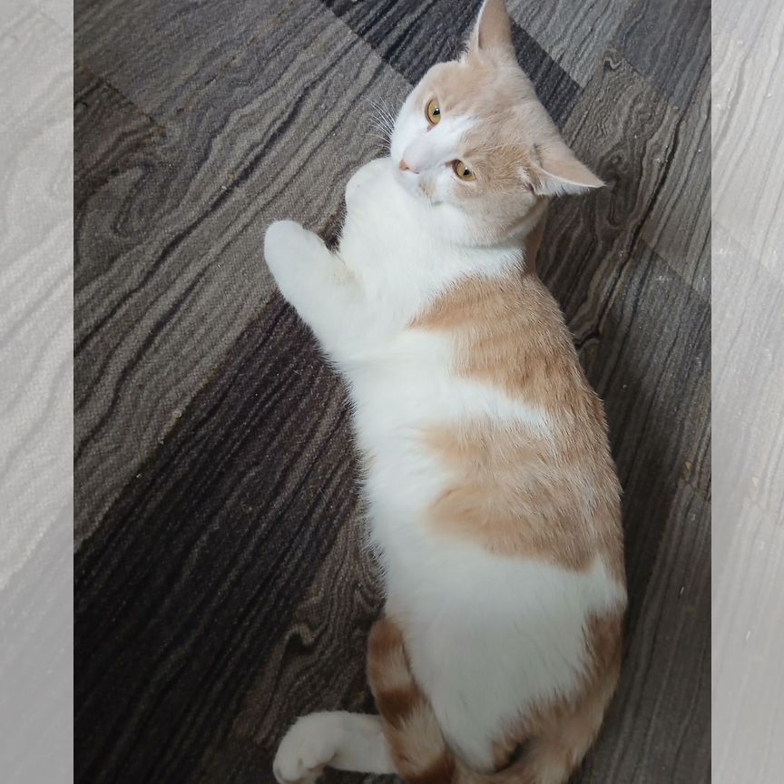 Котёнок в добрые руки