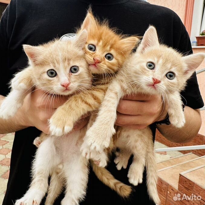 Красивые милые котята в добрые руки