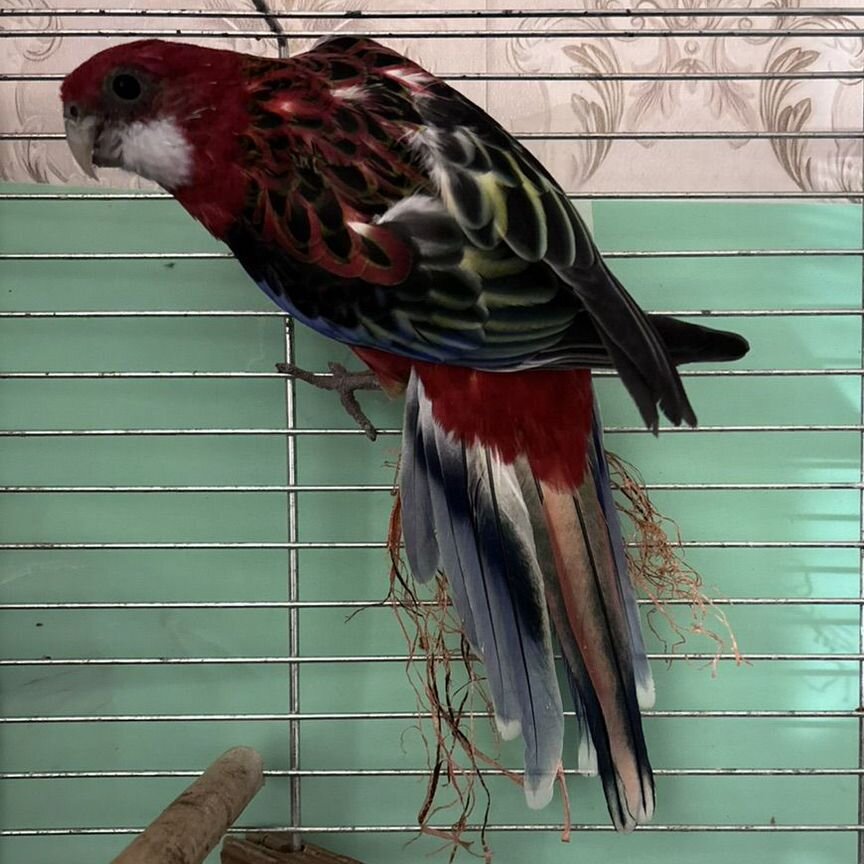 Попугай Розелла красная девочка