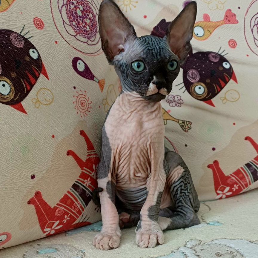 Канадский сфинкс котёнок